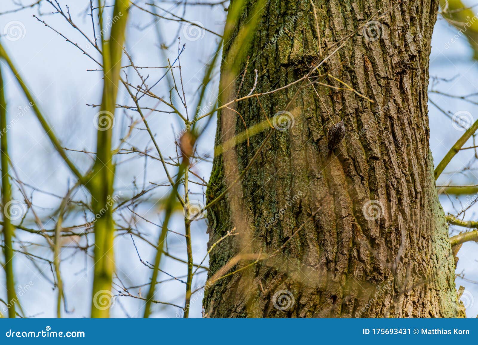 Tree Runner, Outdoor Obstacle Courses With Zip-lines, Swinging Logs ...