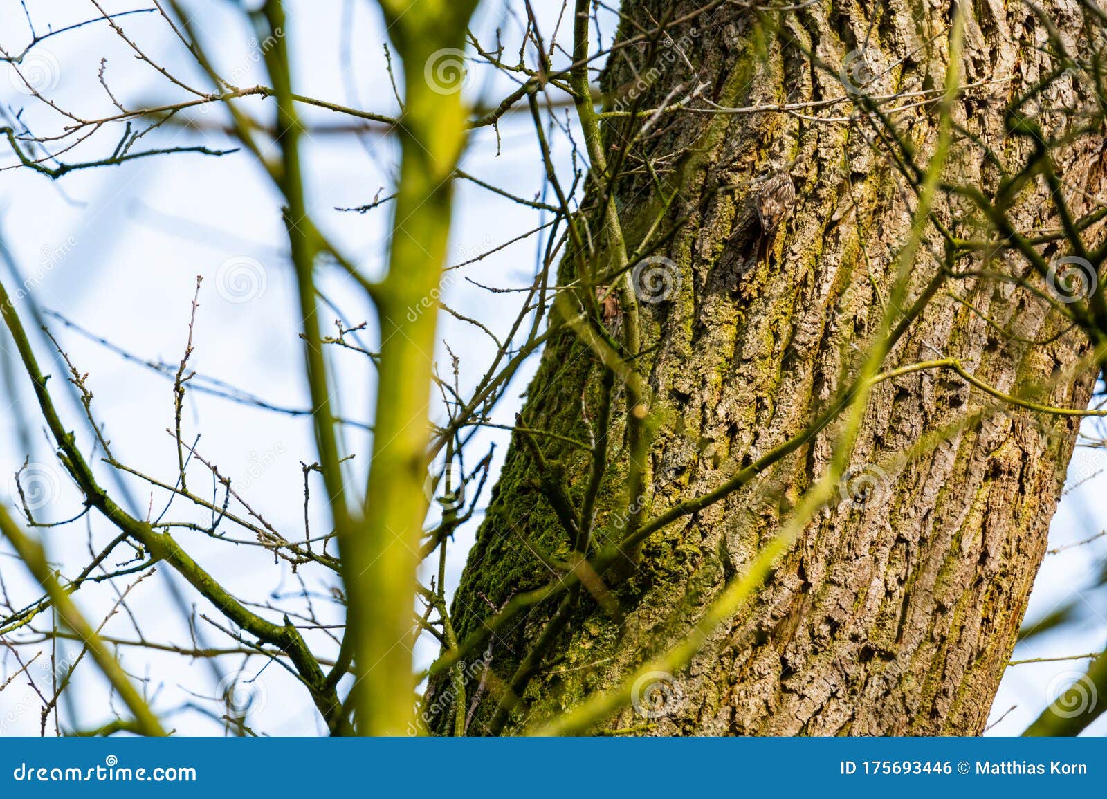 Tree Runner, Outdoor Obstacle Courses With Zip-lines, Swinging Logs ...
