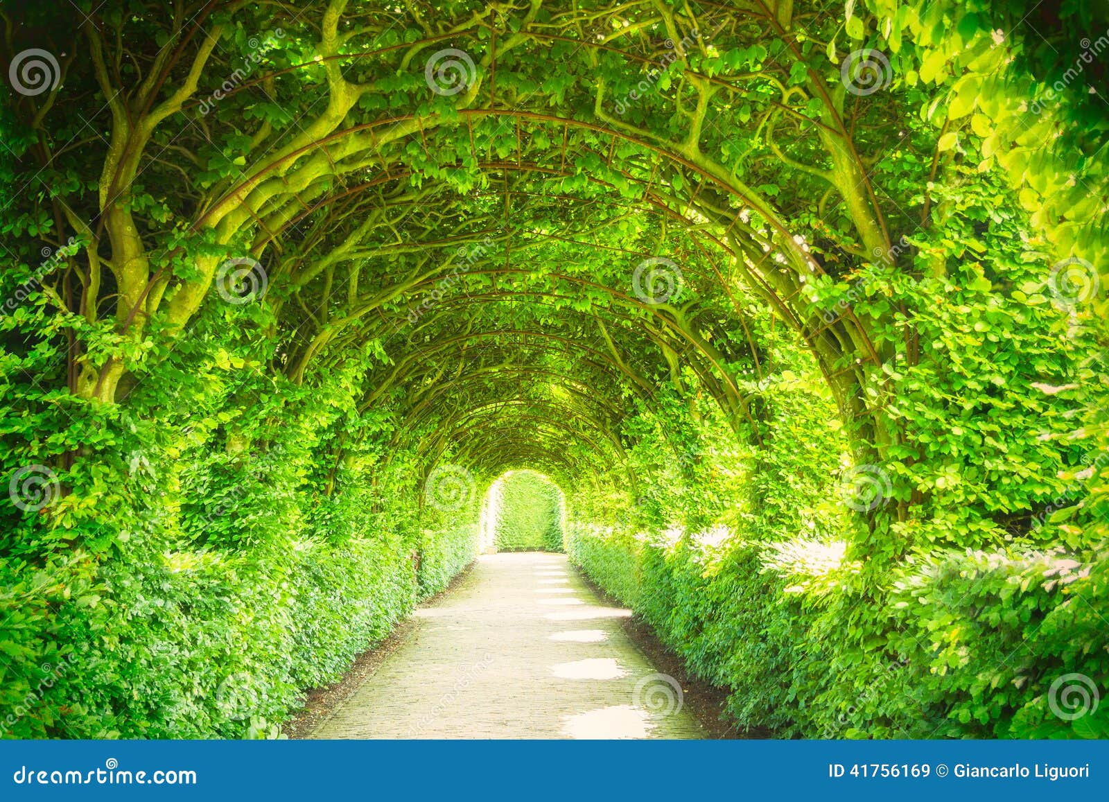 Garden with Trees and Light Stock Image - Image of foliage, country ...