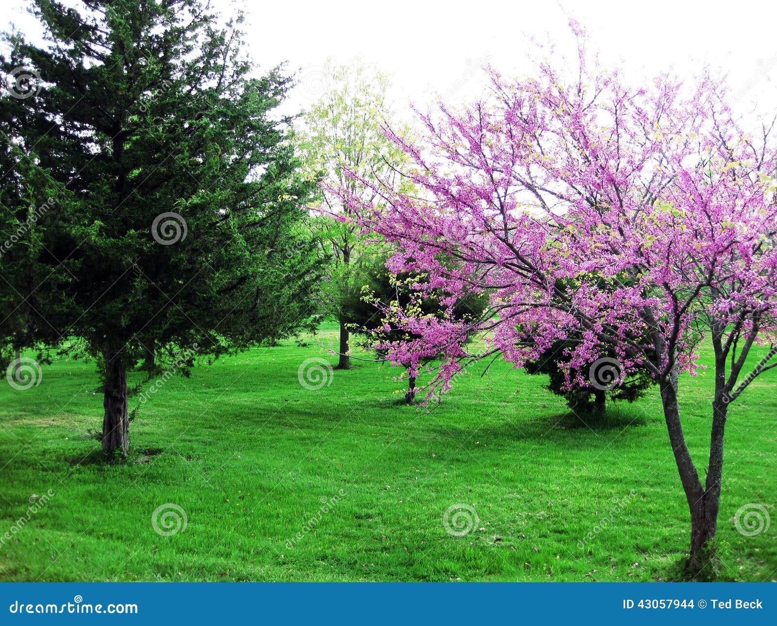 Garden of Trees with Pink stock photo. Image of bliss - 43057944