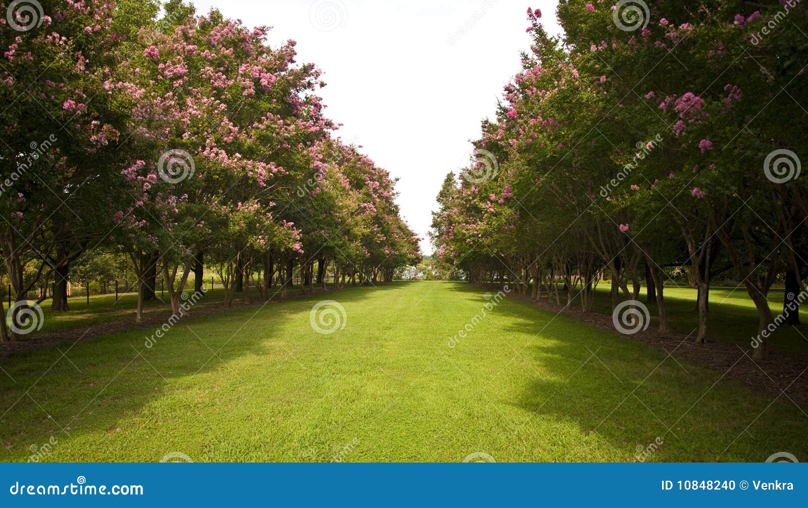 Garden with trees on sides stock photo. Image of nature - 10848240
