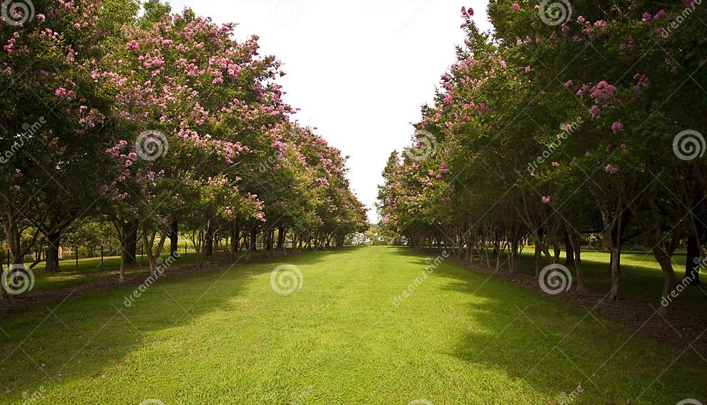 Garden with trees on sides stock photo. Image of nature - 10848240