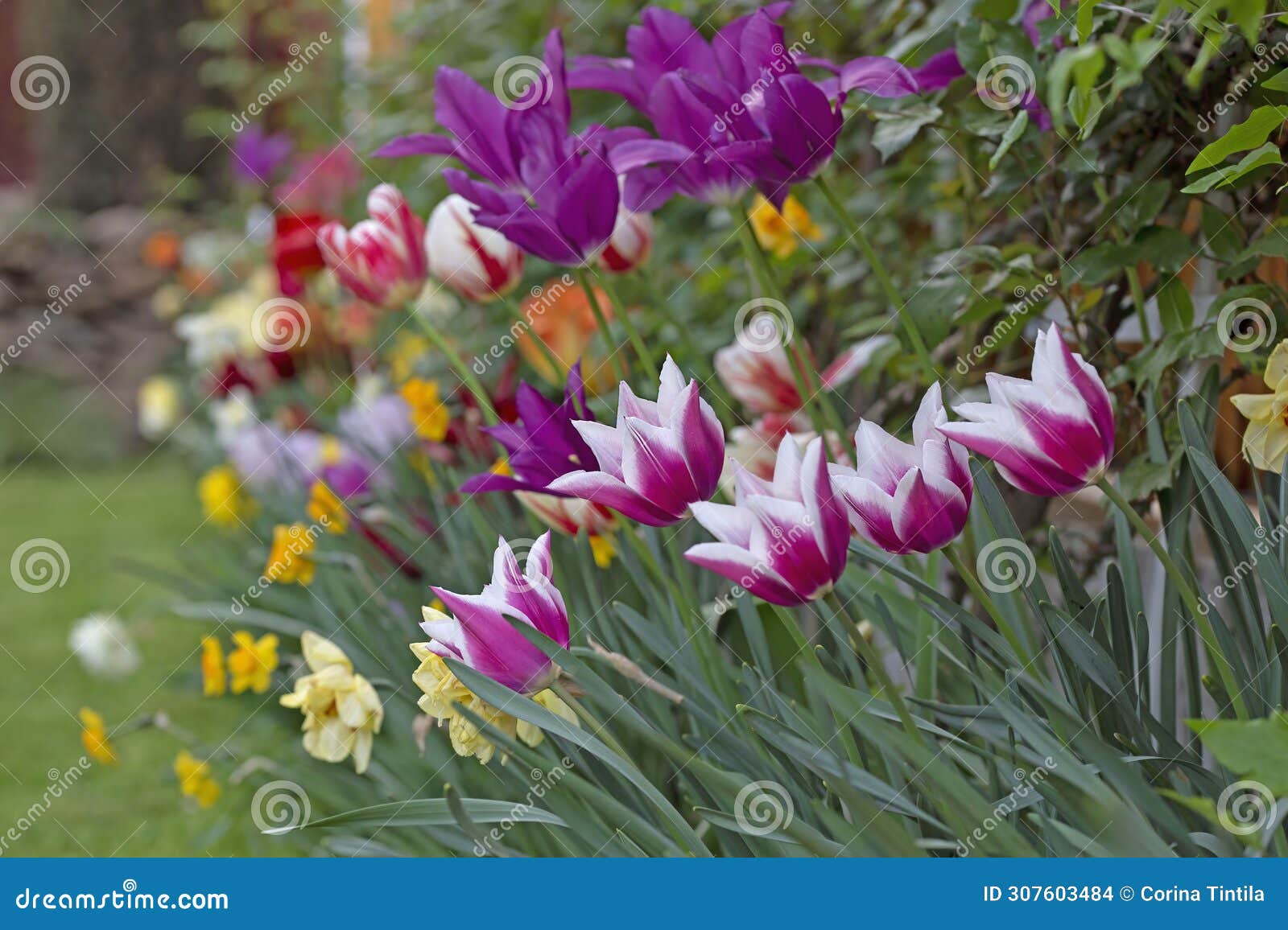 The Garden with Tulips, the Most Beautiful Spring Flowers Stock Photo ...