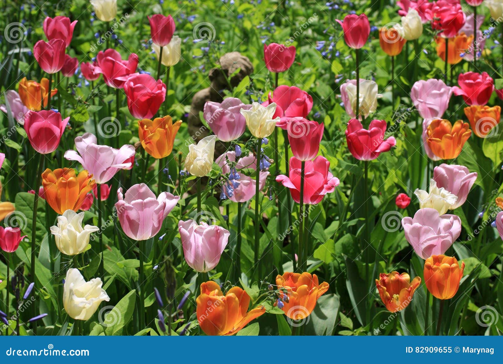 Garden tulips in sunlight stock image. Image of flora - 82909655