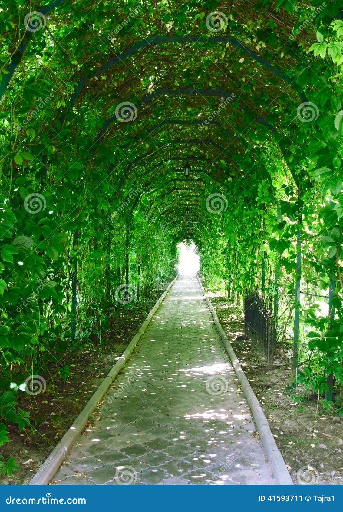A garden tunnel stock image. Image of leafy, grow, frame - 41593711