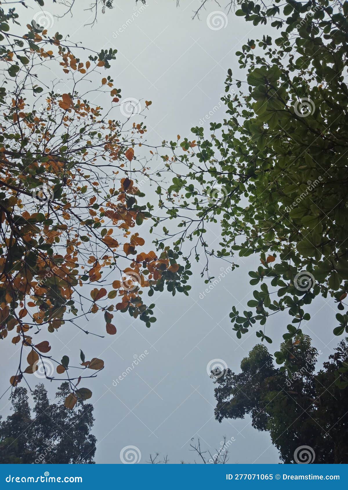 Two Color Leaf Trees Orange and Green Stock Image - Image of banyan ...