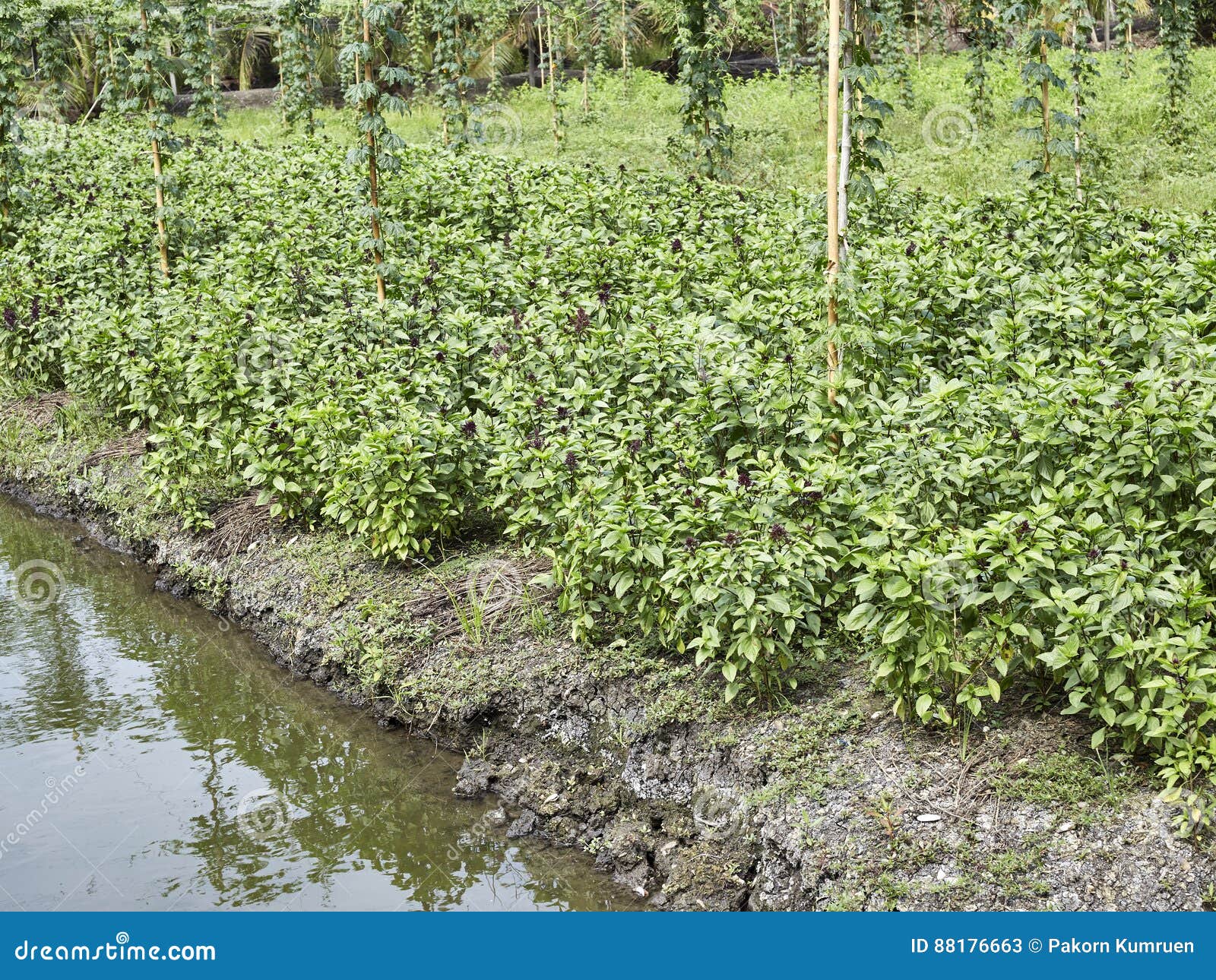 Garden Vegetable Basil stock image. Image of garden, basil - 88176663