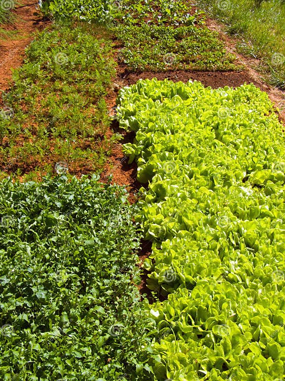 Garden vegetable patch stock image. Image of plot, herbs - 14366361