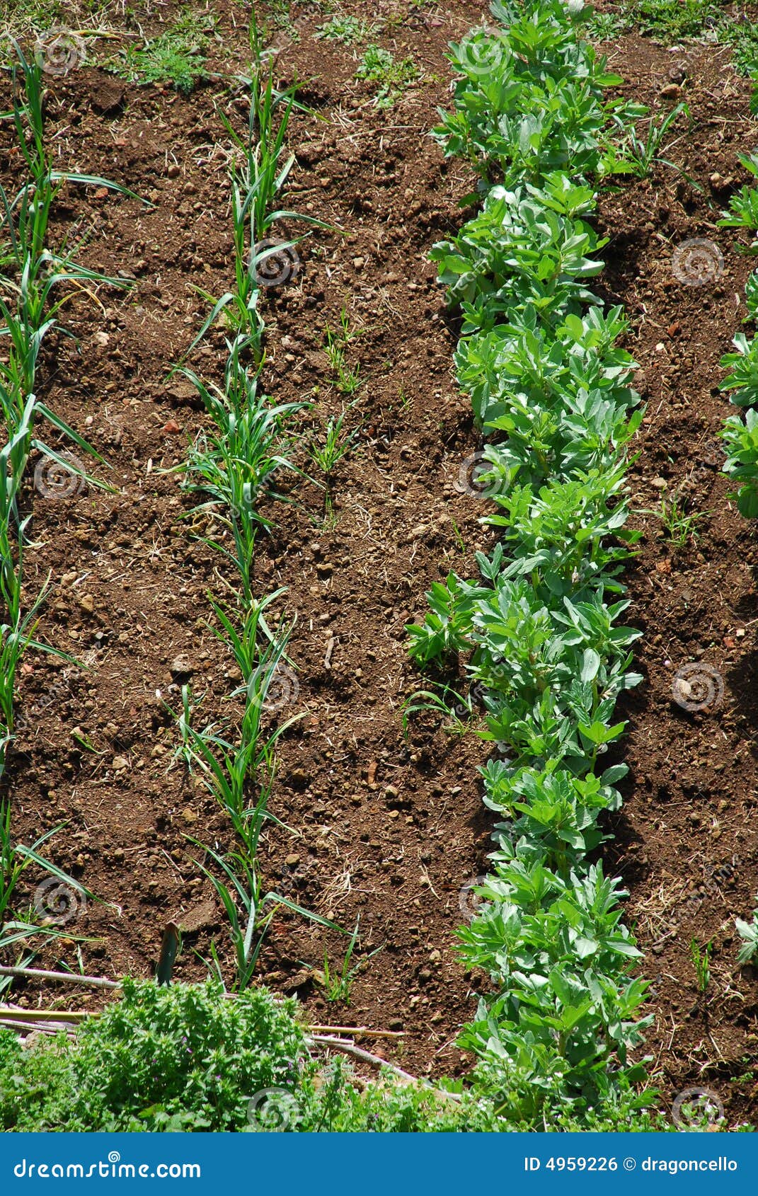 Garden Vegetable Plot 1 stock photo. Image of allotment - 4959226