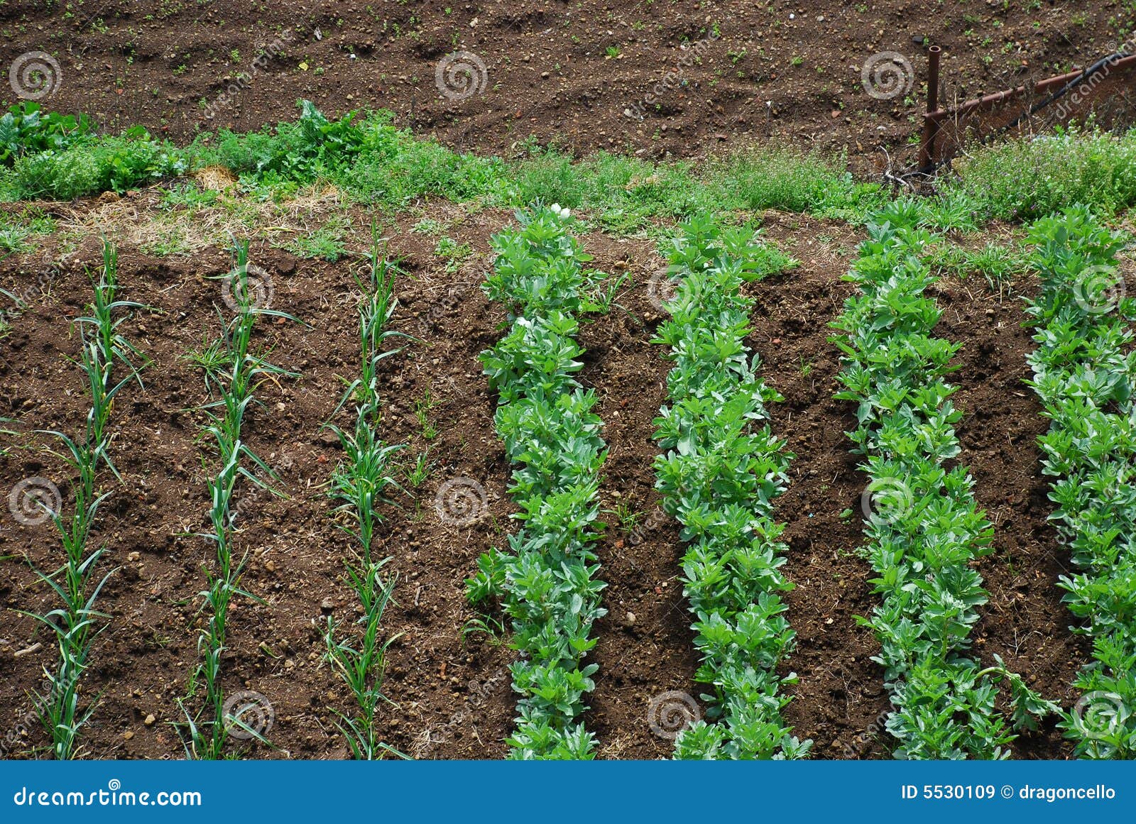 Garden Vegetable Plot 2 stock image. Image of cultivation - 5530109