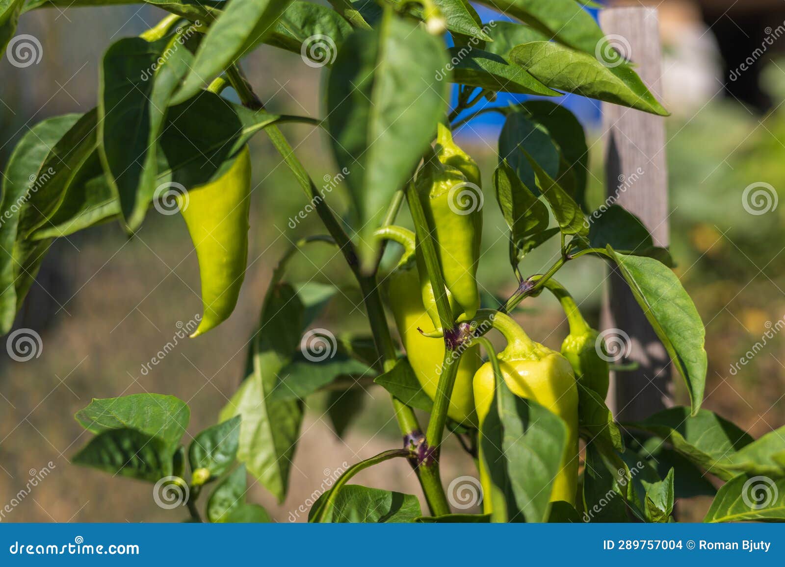Garden Vegetables. Green Pepper on a Stalk in the Garden Stock Photo ...