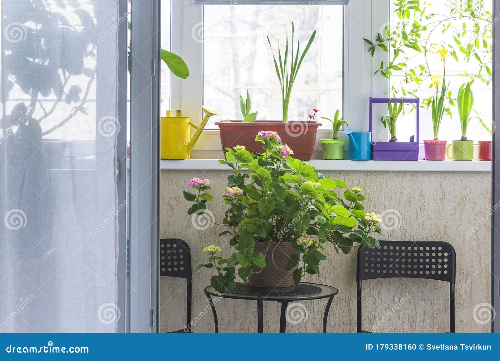 Garden in Veranda Concept. Various Plants and Flowers in Veranda Stock ...