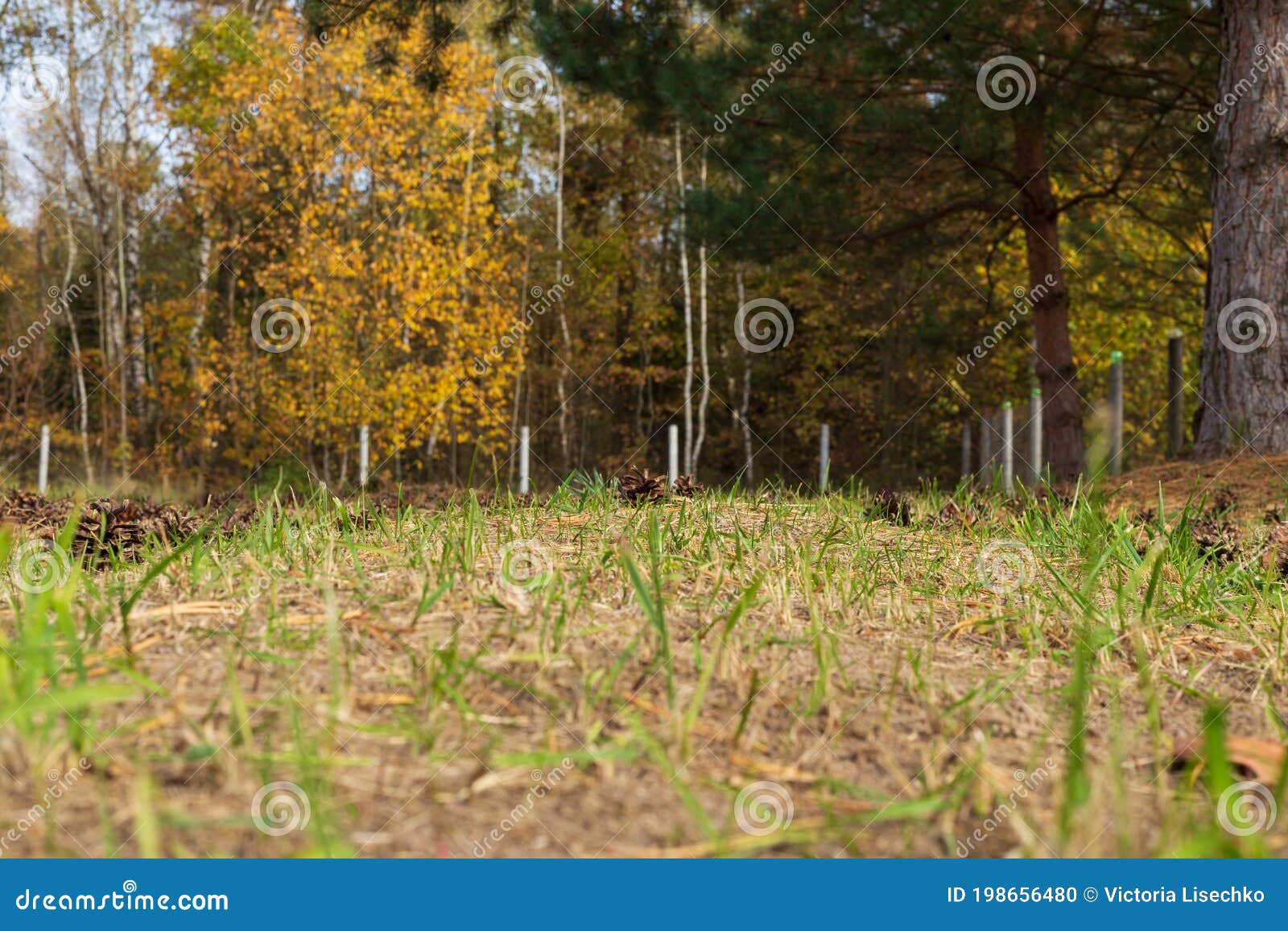 Garden View. Ground Level. Autumn Forest. Selective Focus. Landscape ...