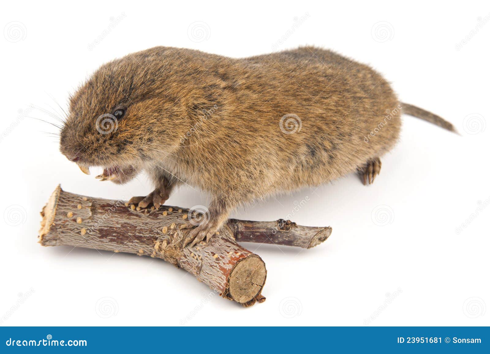 Garden Vole (Arvicola Terrestris) Stock Image - Image of land, voluhar ...