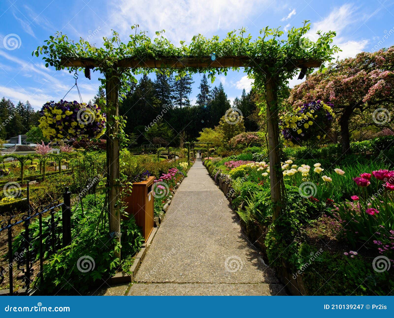 Garden Walkway in the Spring Stock Image - Image of green, blossom ...