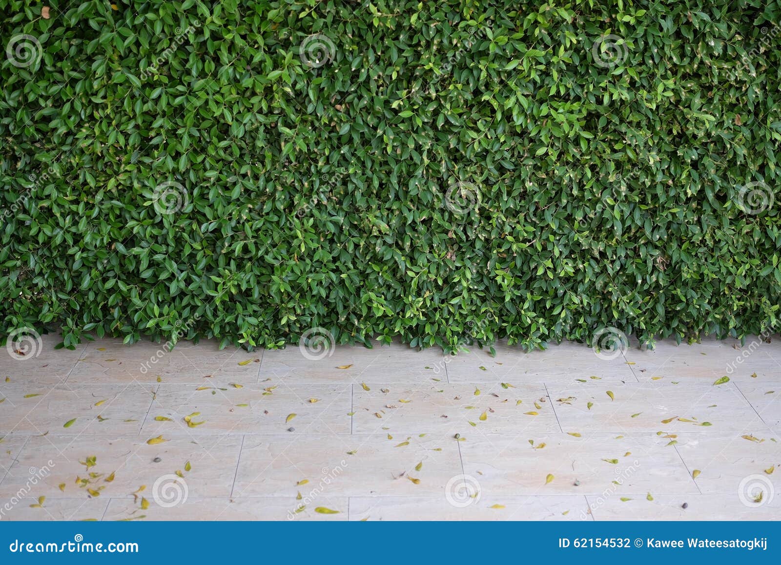 Green Bush Wall of Leaves in Garden, Background Texture Wallpaper Image ...