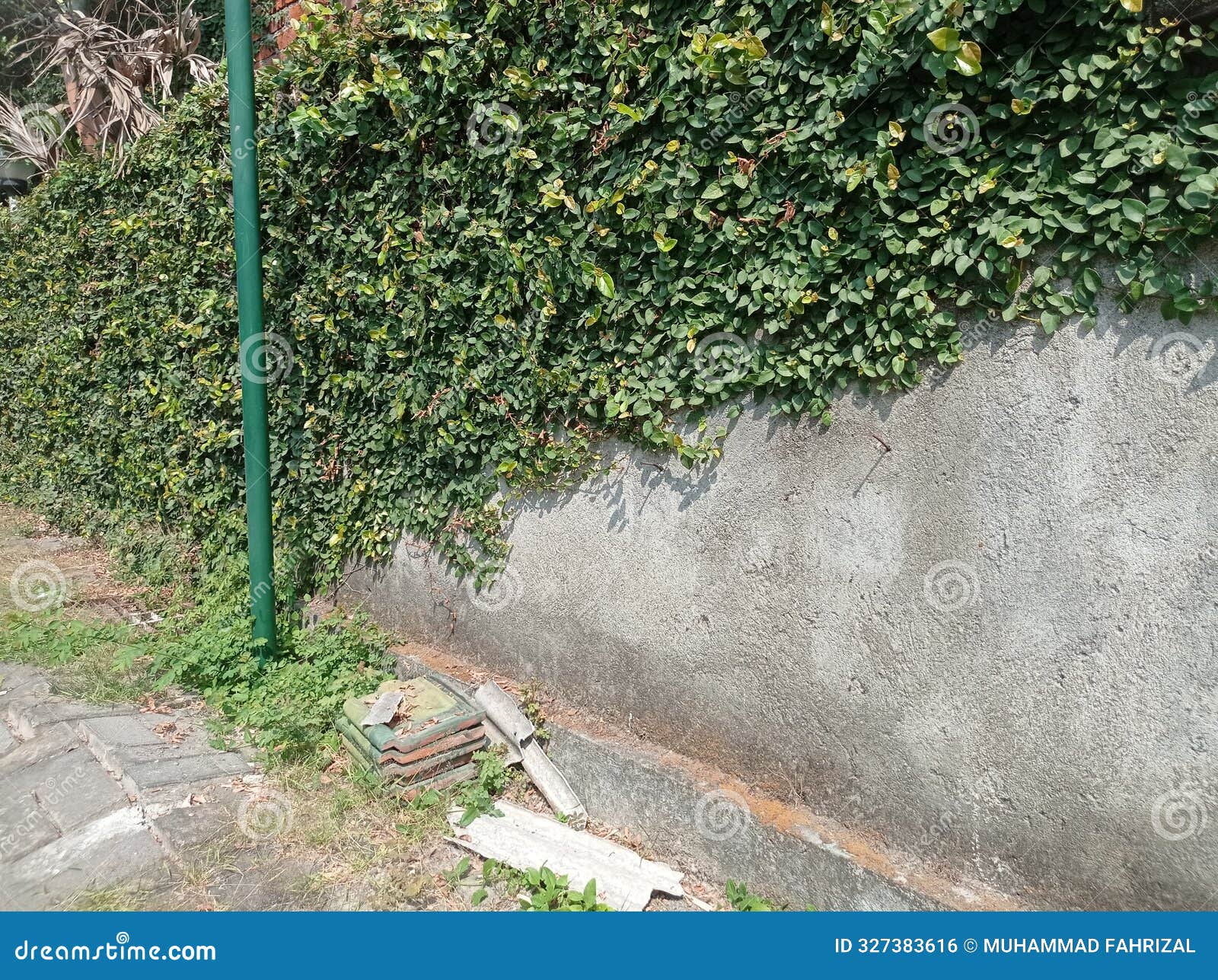 The Garden Wall is Overgrown with Thick Vines Stock Photo - Image of ...