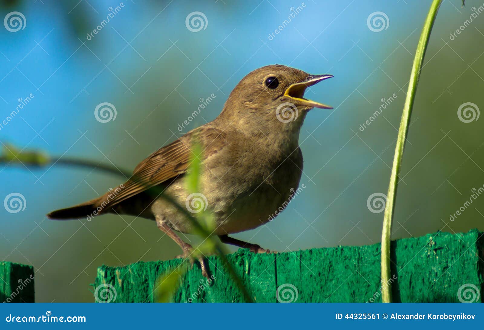 Garden Warbler stock image. Image of childhood, nurture - 44325561