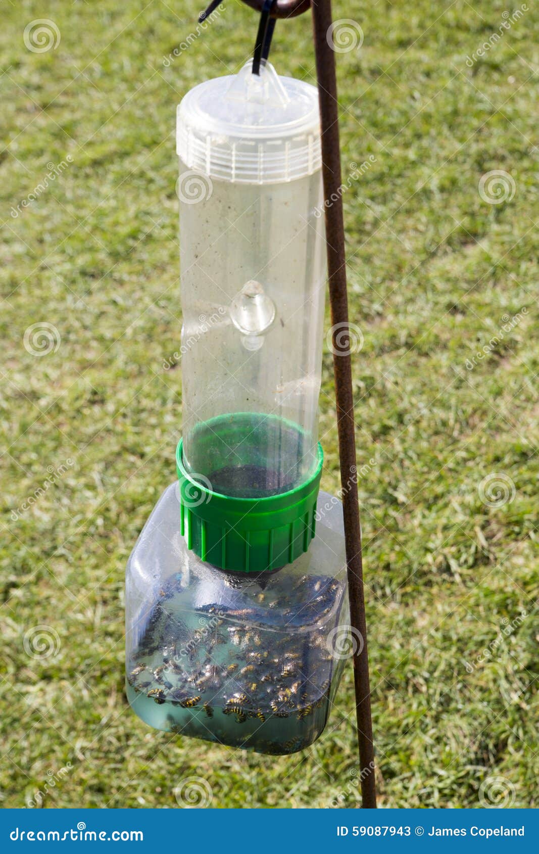 Garden Wasp Catcher stock image. Image of black, water - 59087943