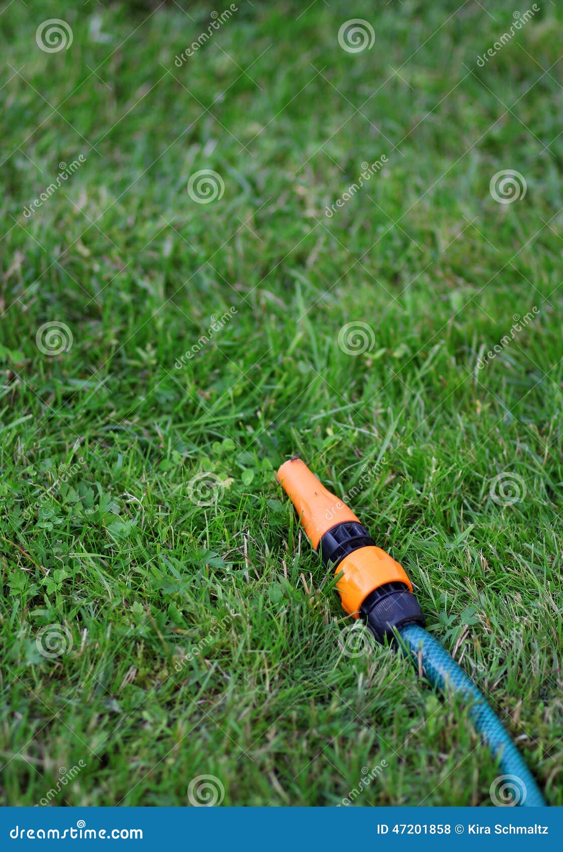 The Garden Water Hose Laying on the Green Grass Stock Photo - Image of ...