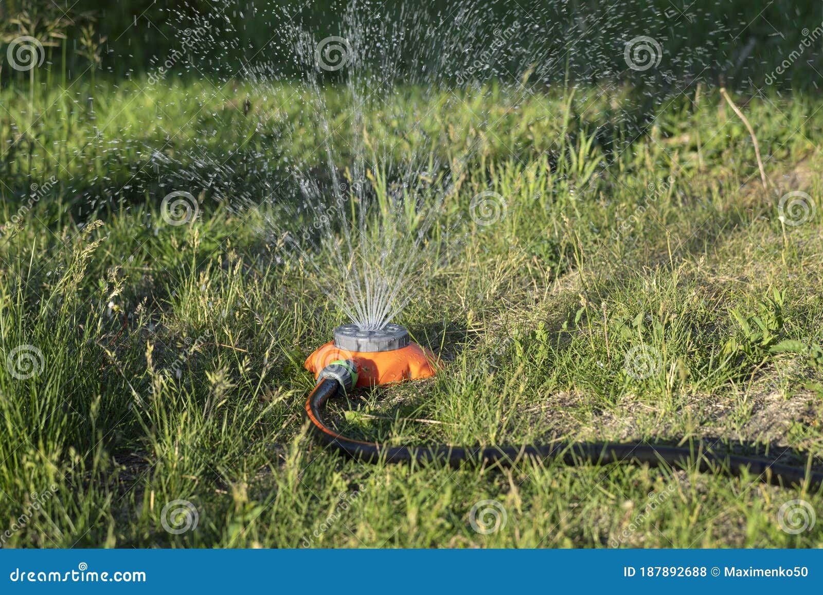 Garden Watering of Spring Green Lawn. Garden Irrigation System Stock ...