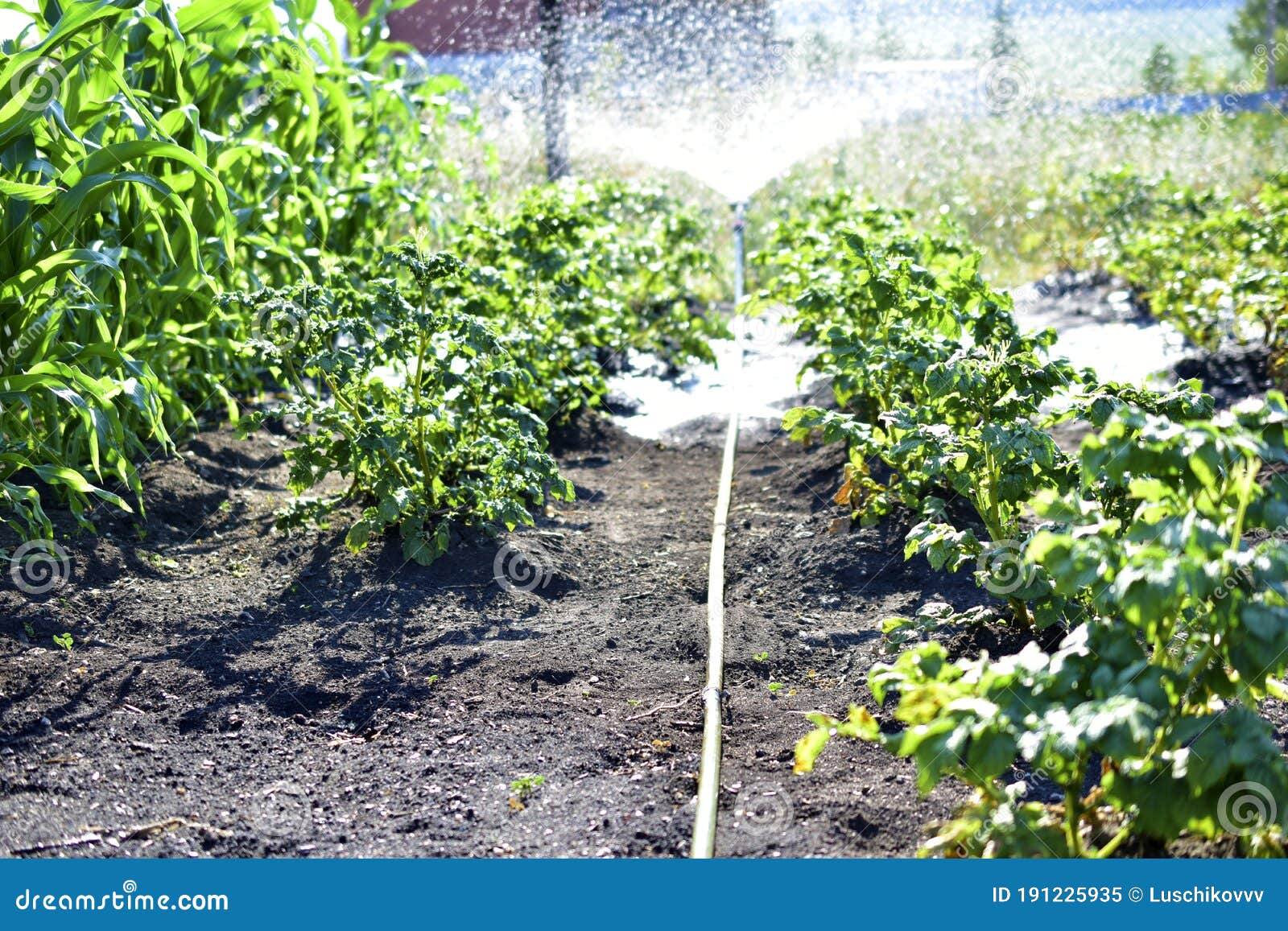 Garden Watering with Water from a Hose and a Water Sprinter Stock Image ...