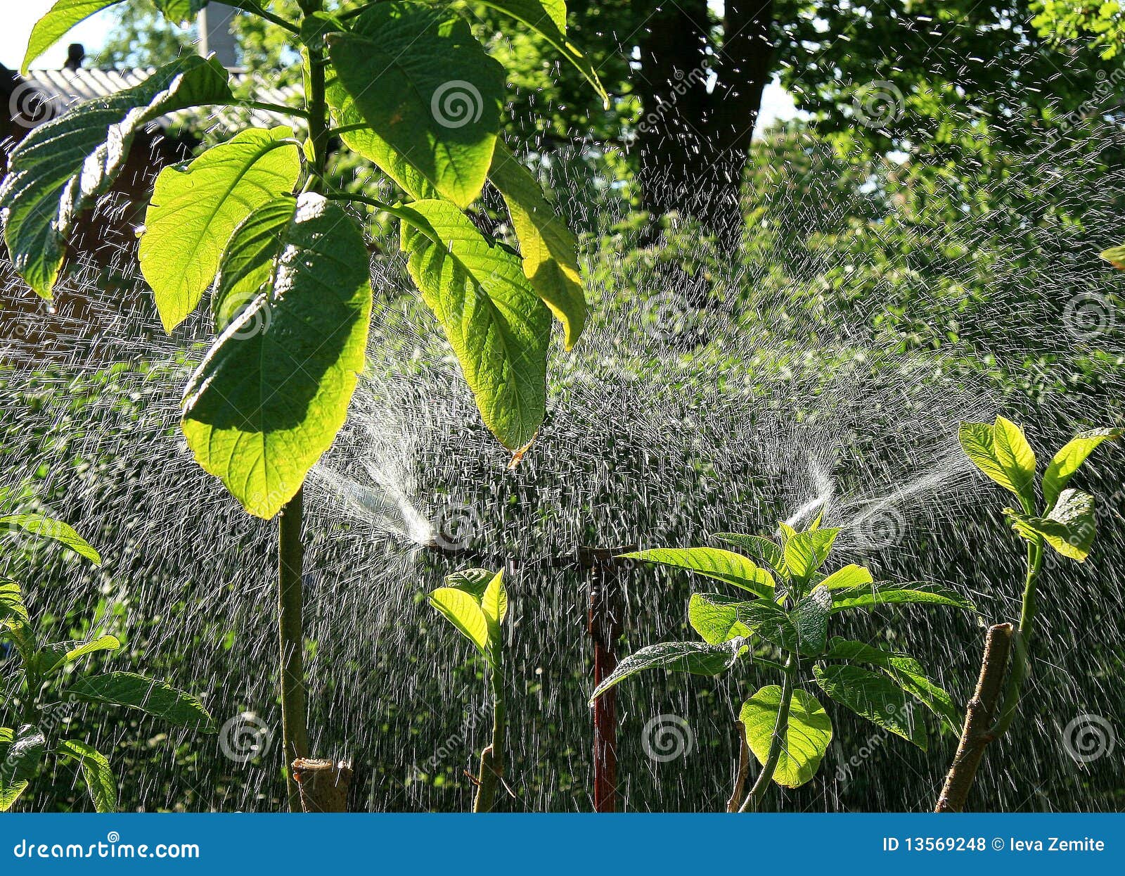 Garden Watering - Water Sprinkler Stock Photo - Image of fresh, garden ...
