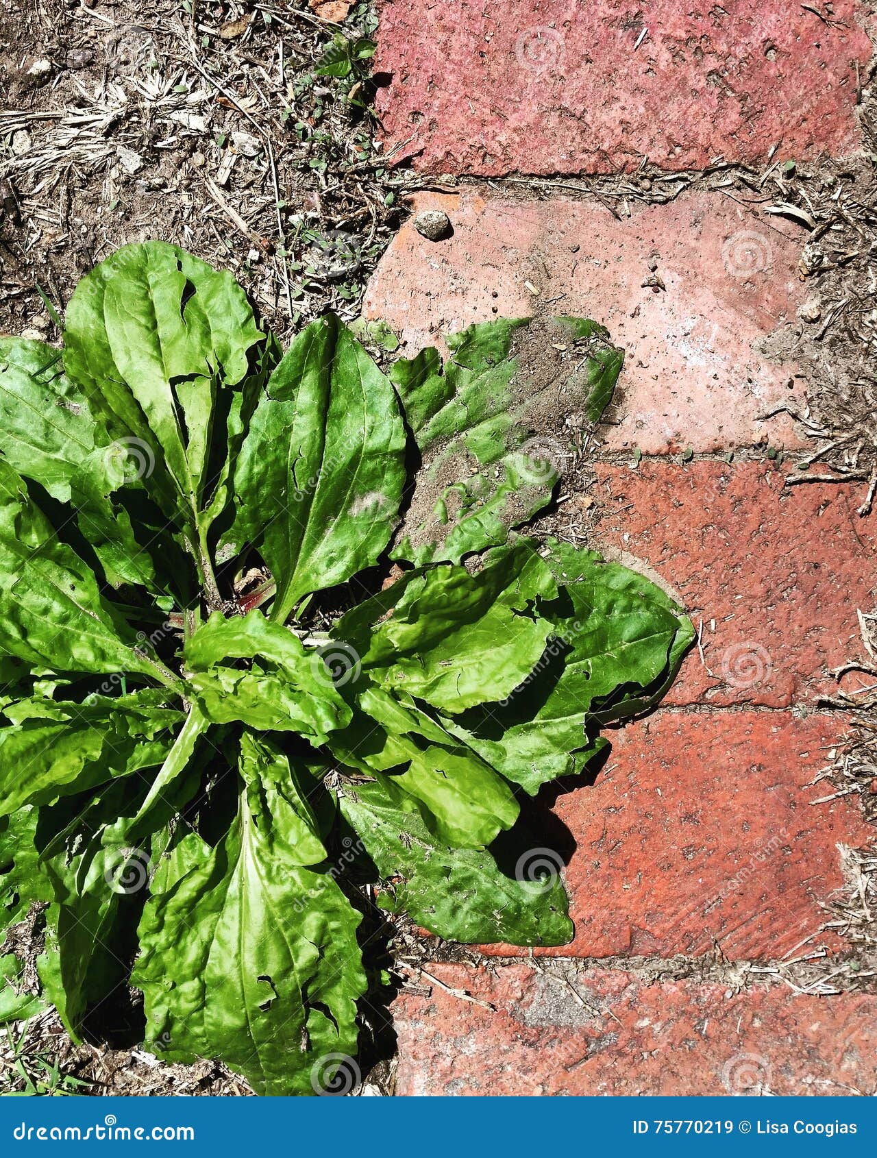 Garden weed stock image. Image of weed, garden, path - 75770219