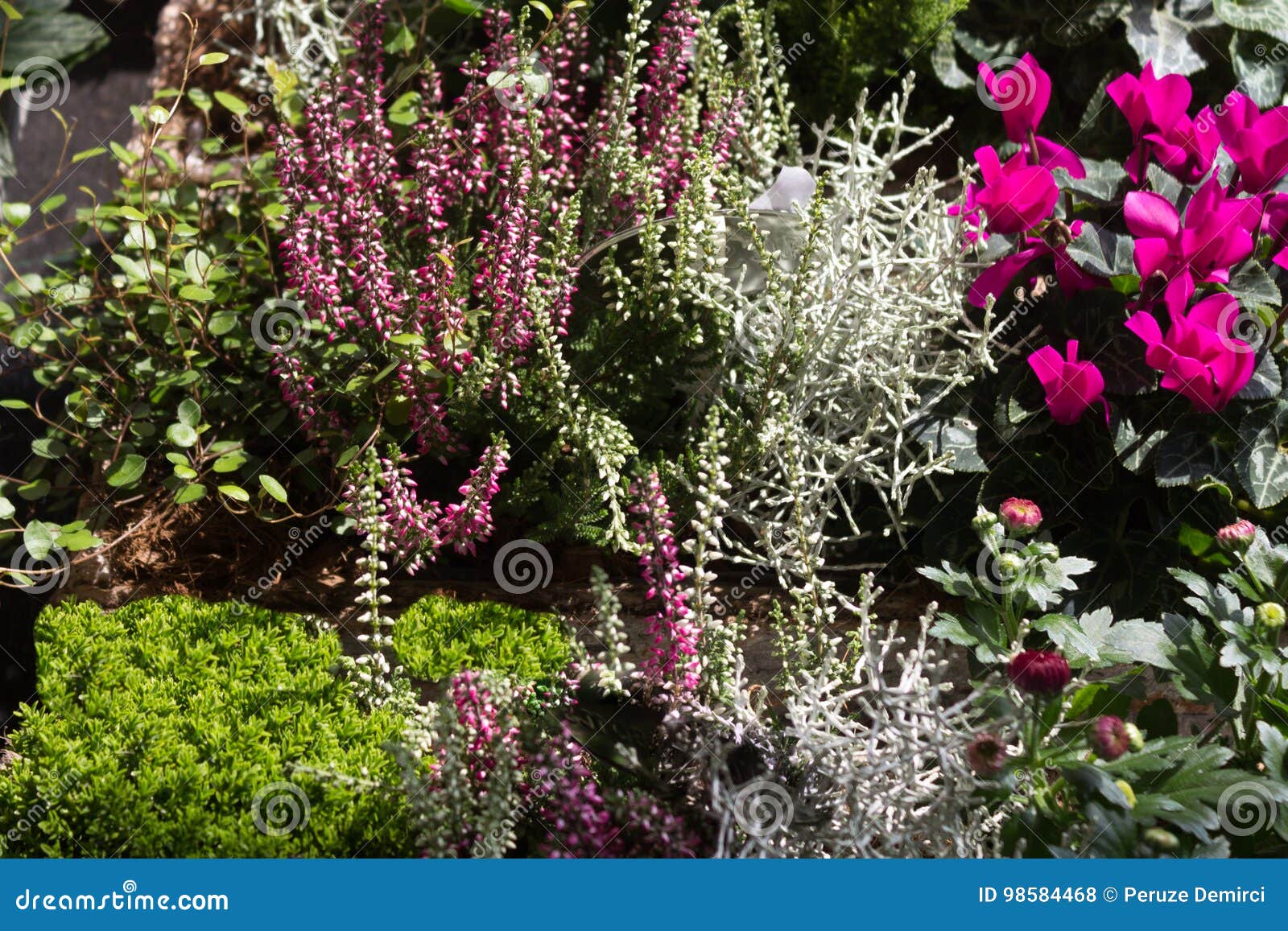 A Garden with Winter Hardy Erica Plants - Ericaceae Stock Photo - Image ...