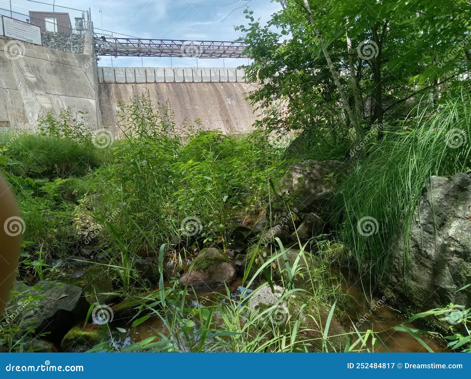 Garden in the Woods Below Dam Stock Image - Image of woodland, tree ...