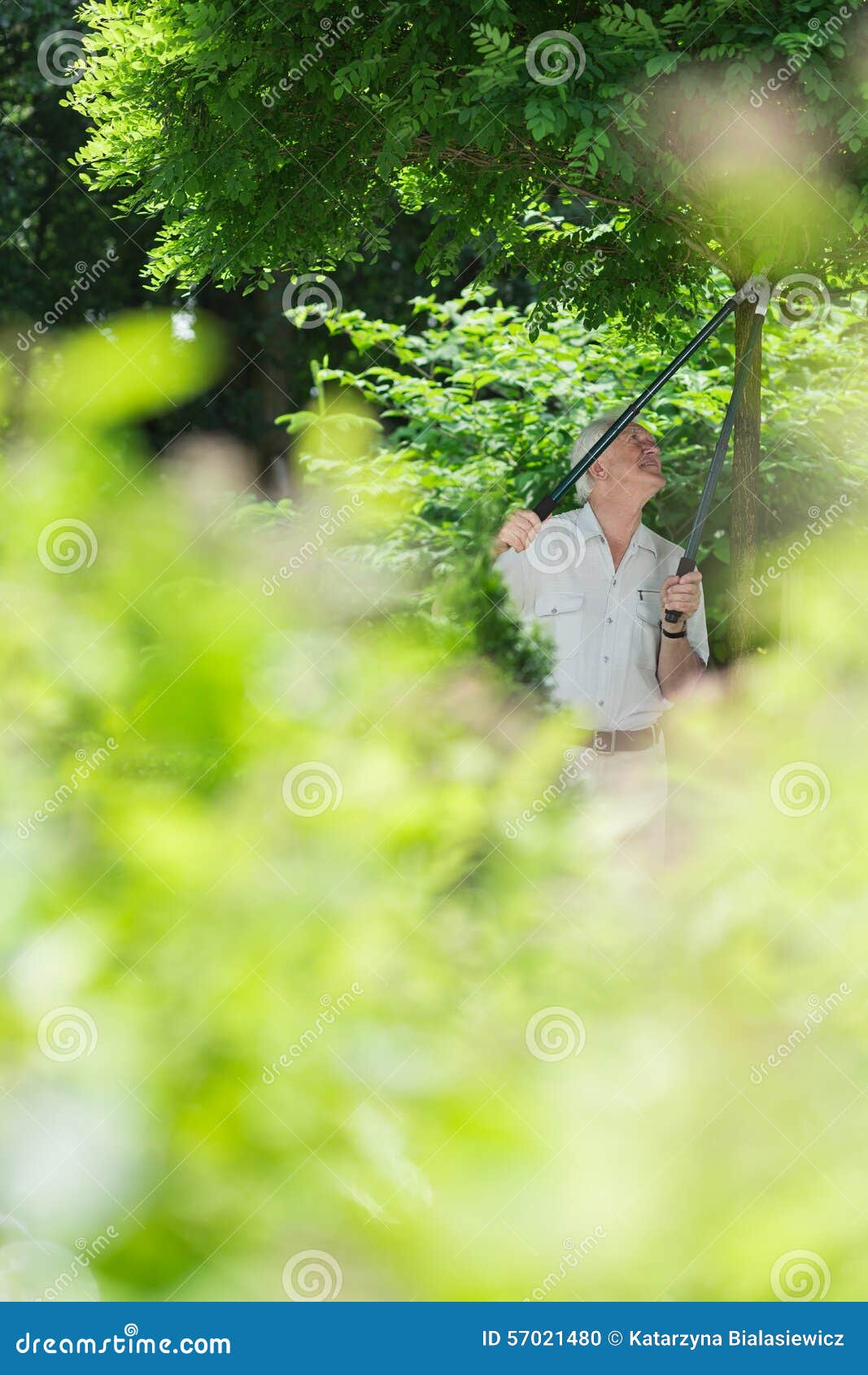 Garden Worker Cutting Branch Stock Photo - Image of plant, nature: 57021480