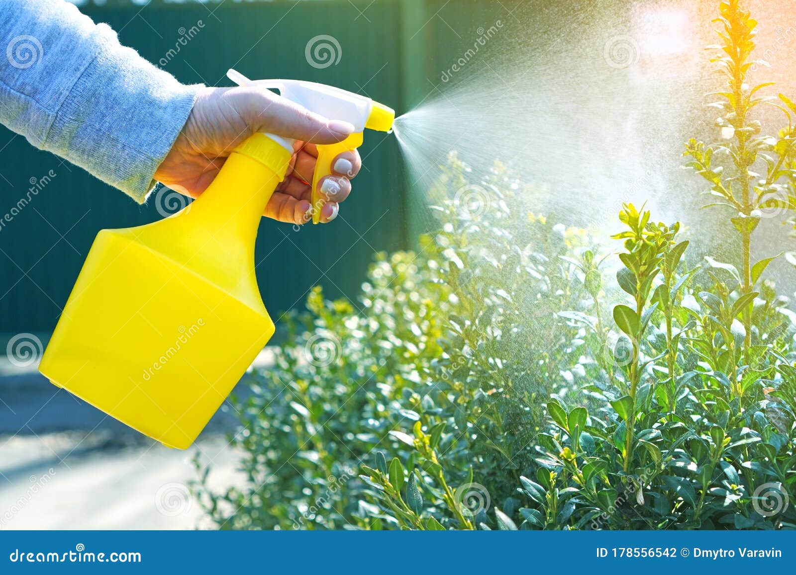 Garden Works Background With Spray Atomizer In Female Hands. Royalty ...