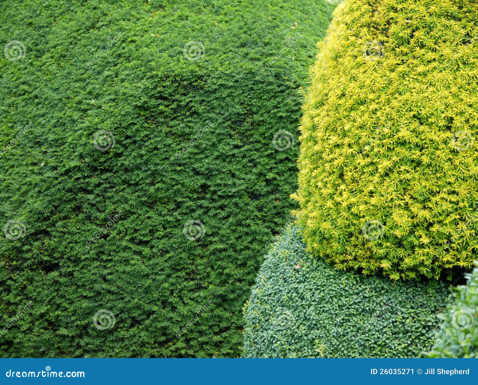 Garden: Yellow Topiary Hedge Detail Stock Image - Image of garden, bush ...