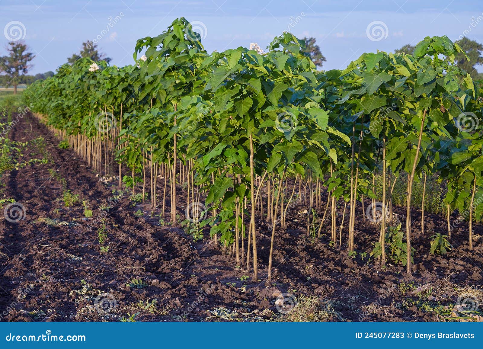 Garden with Young Green Annual Trees Stock Image - Image of apple ...