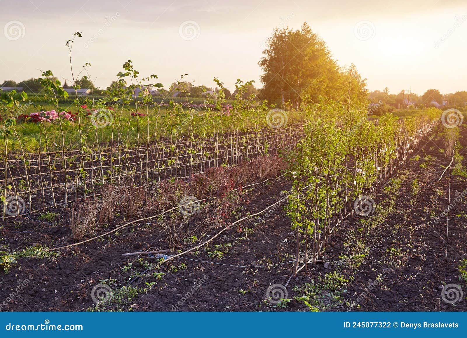 Garden with Young Green Annual Trees Stock Photo - Image of ecology ...