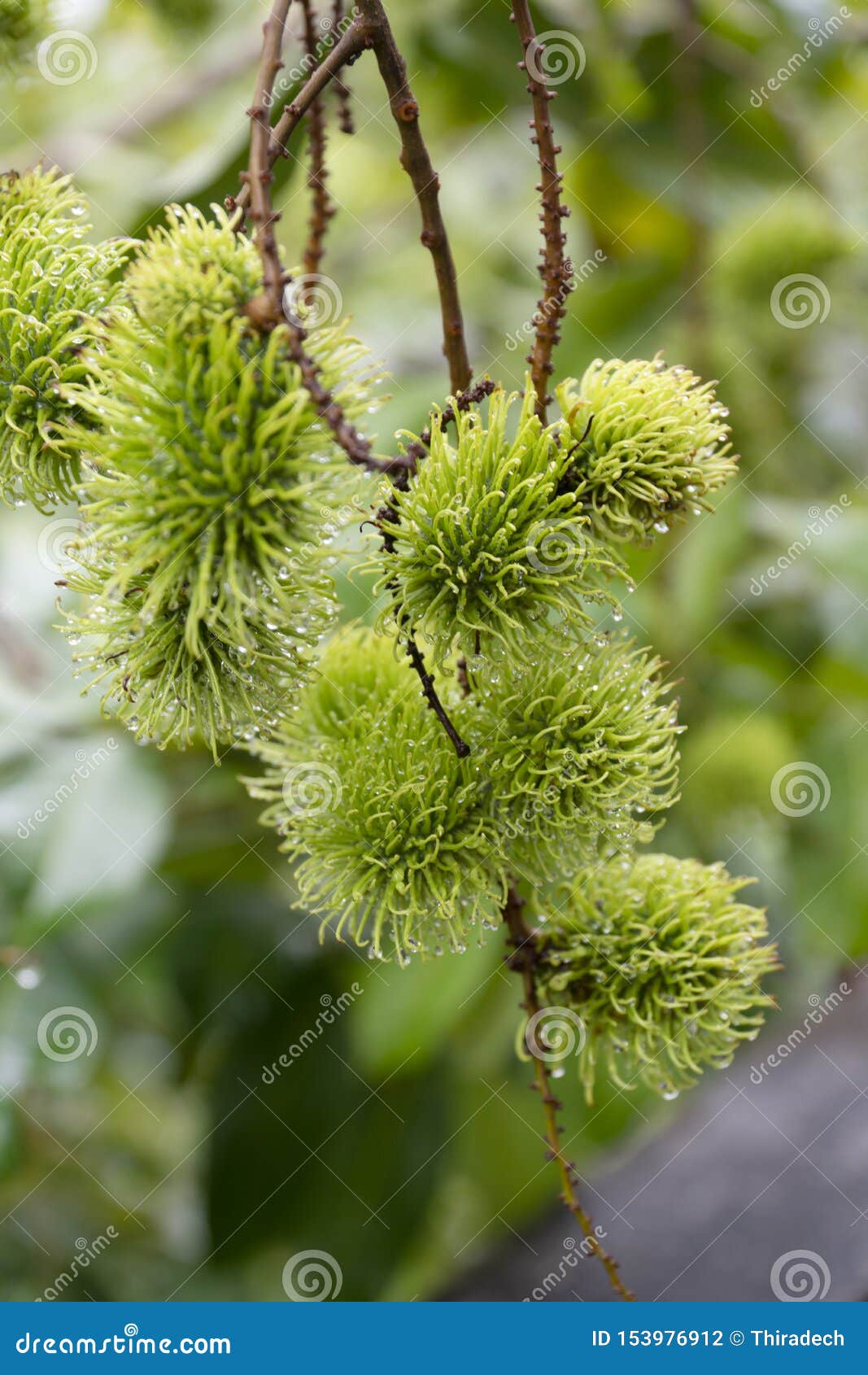 Garden, Young Rambutan Fruit Stock Photo - Image of tasty, season ...