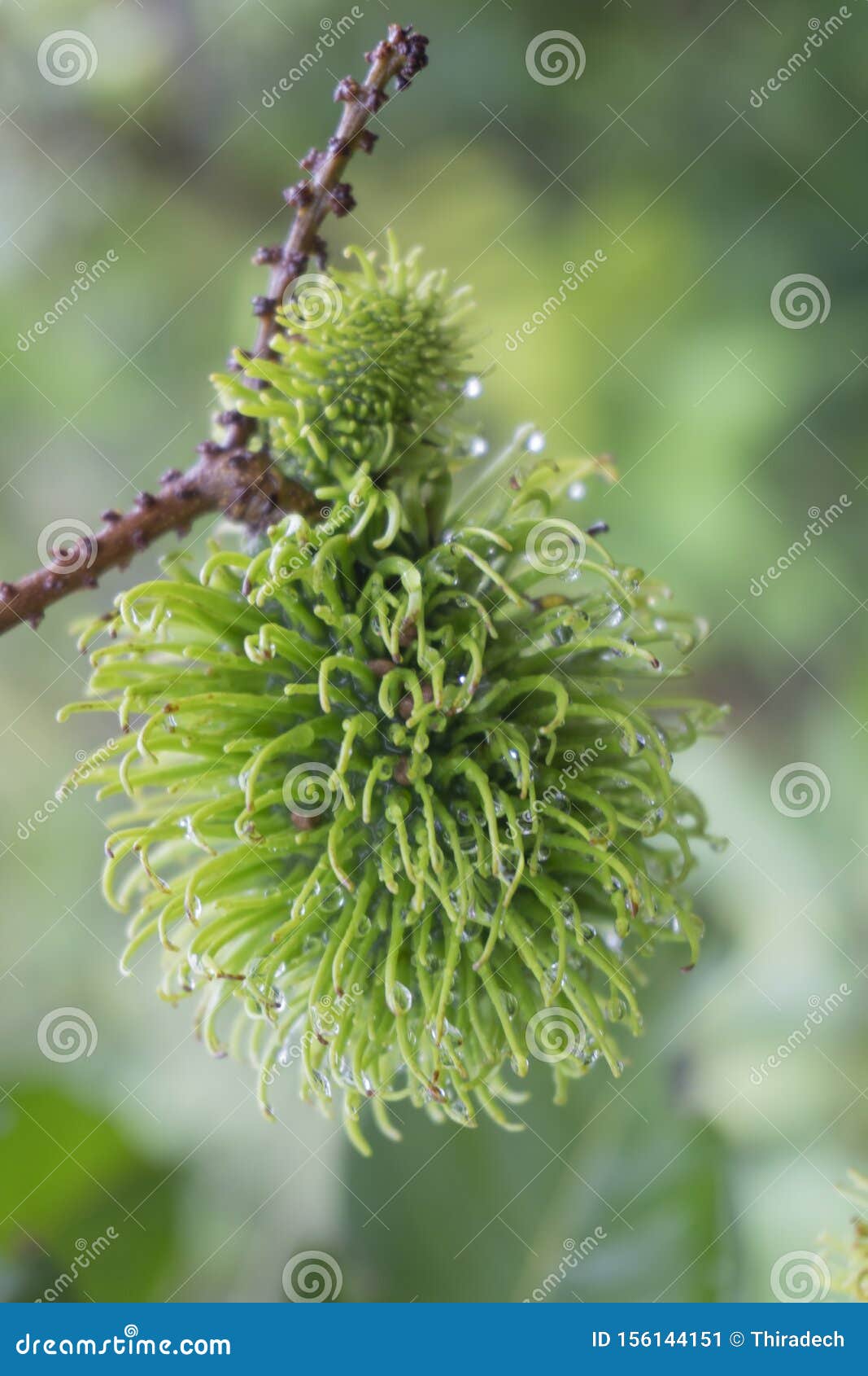 Garden, Young Rambutan Fruit Stock Image - Image of collection ...