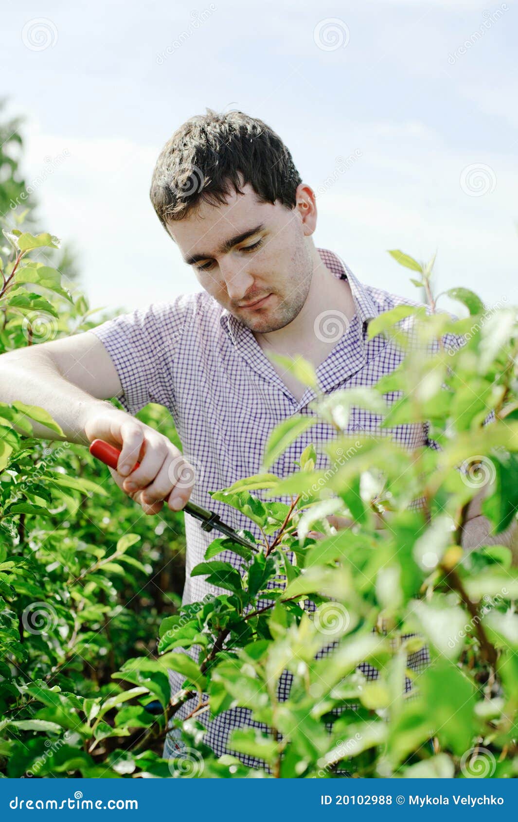 Gardener stock photo. Image of cultivated, caucasian - 20102988