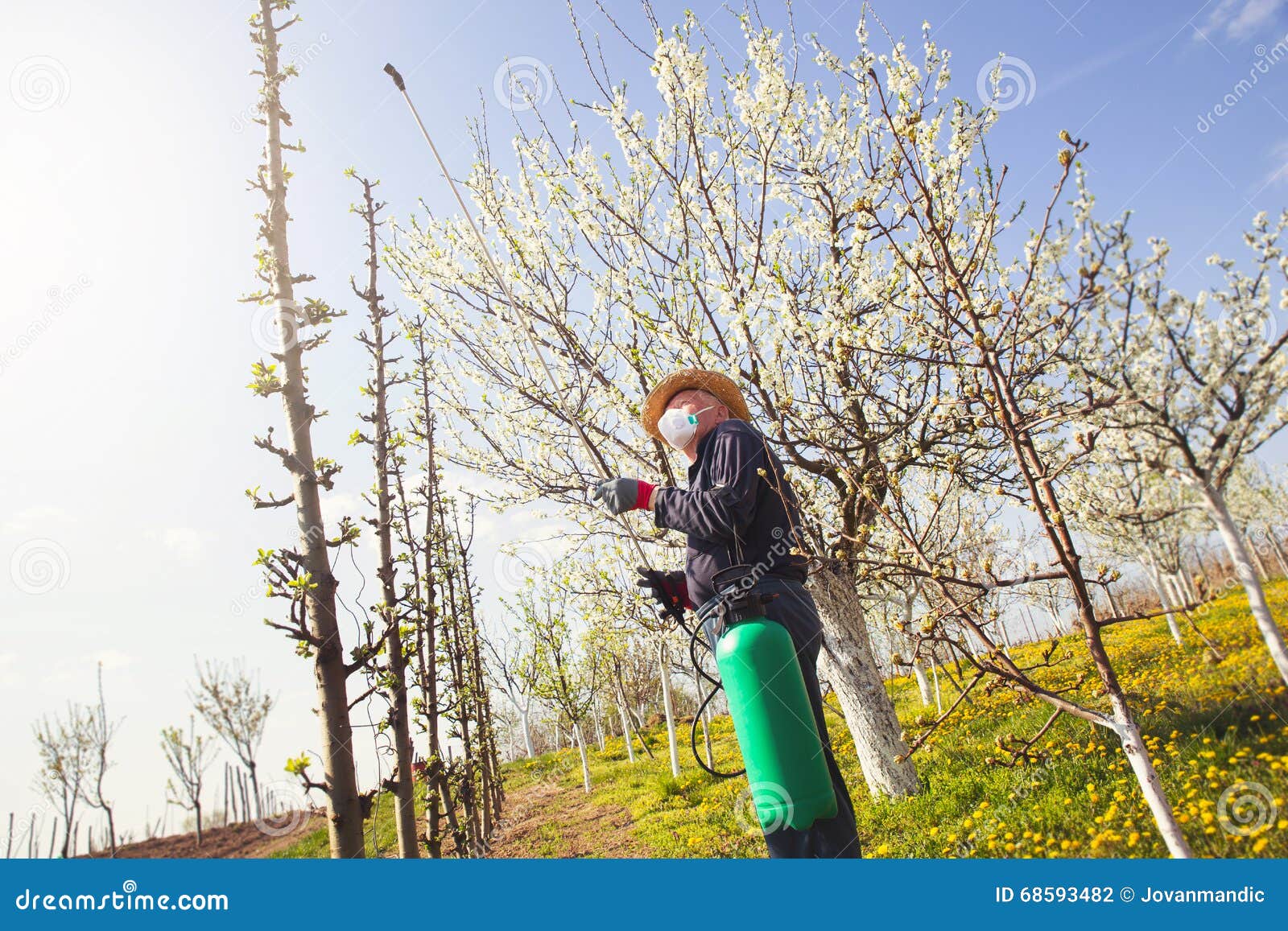 Gardener Applying an Insecticide/a Fertilizer To His Fruit Stock Photo ...