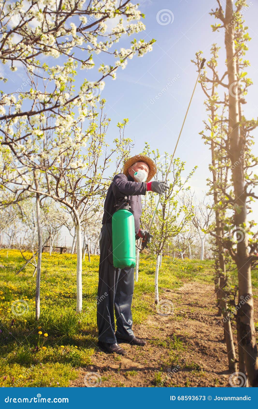 Gardener Applying an Insecticide/a Fertilizer To His Fruit Stock Image ...