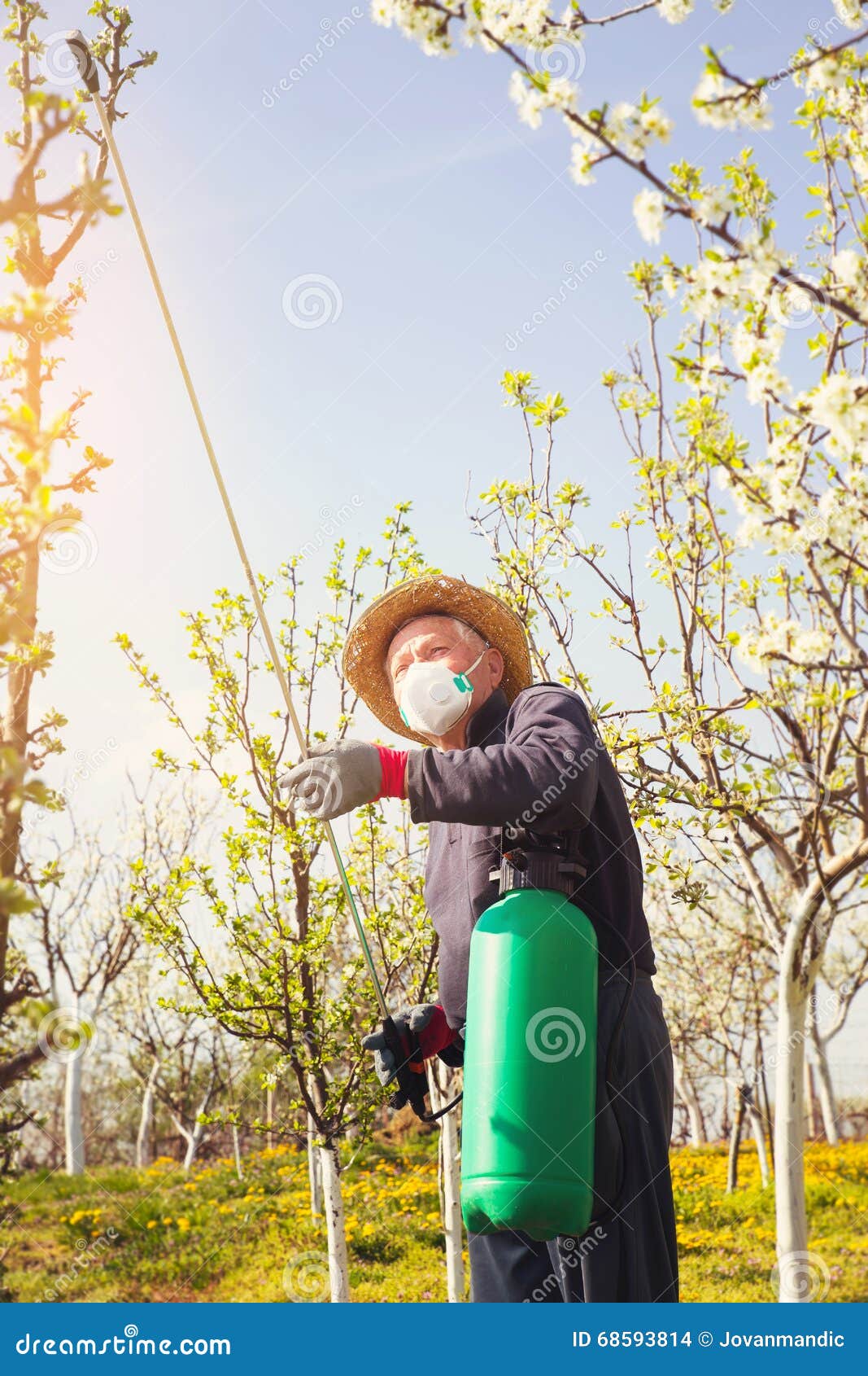 Gardener Applying an Insecticide/a Fertilizer To His Fruit Stock Photo ...