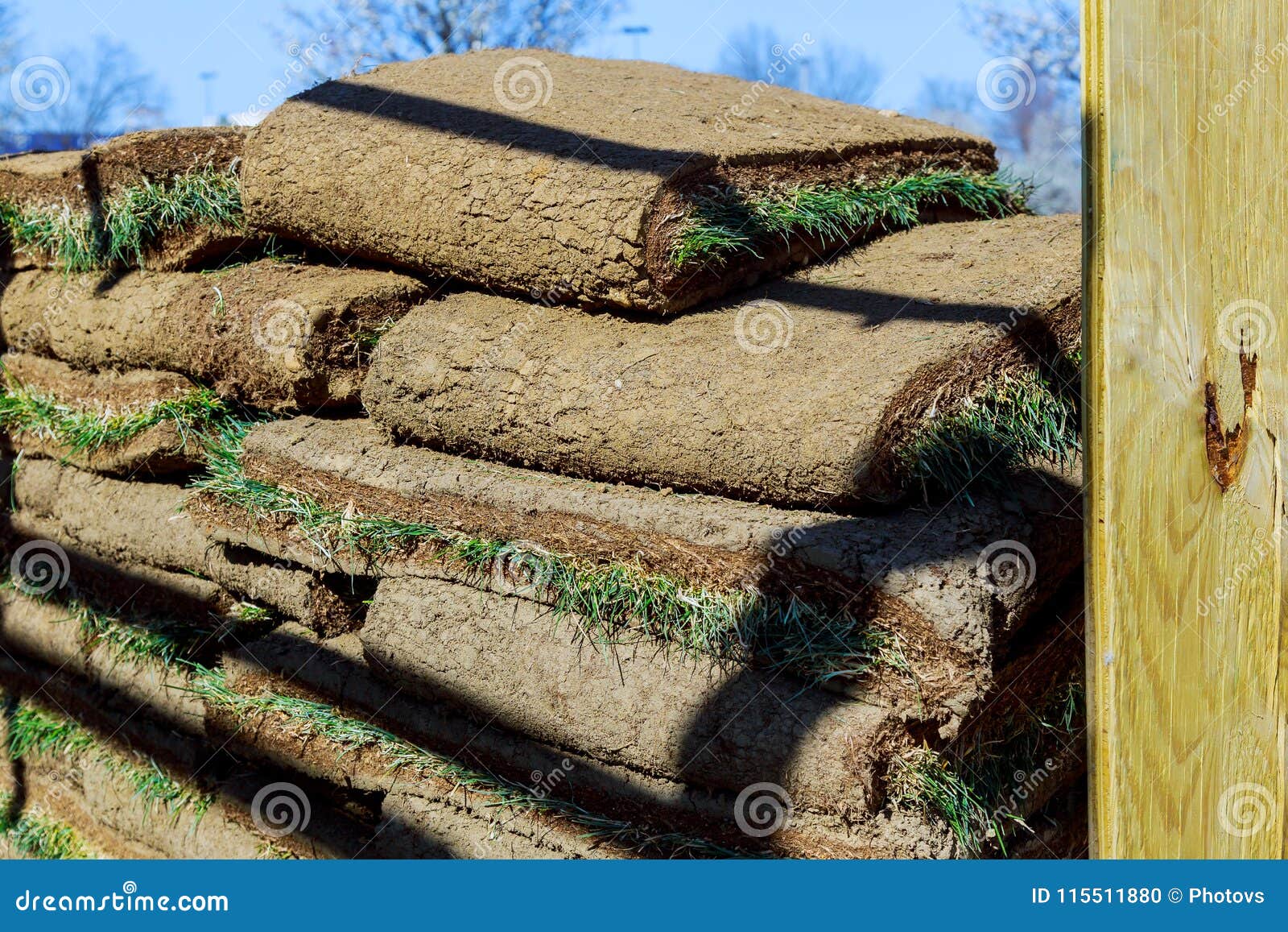Gardener Applying Turf Rolls in the Backyard Grass Rolls Ready for ...