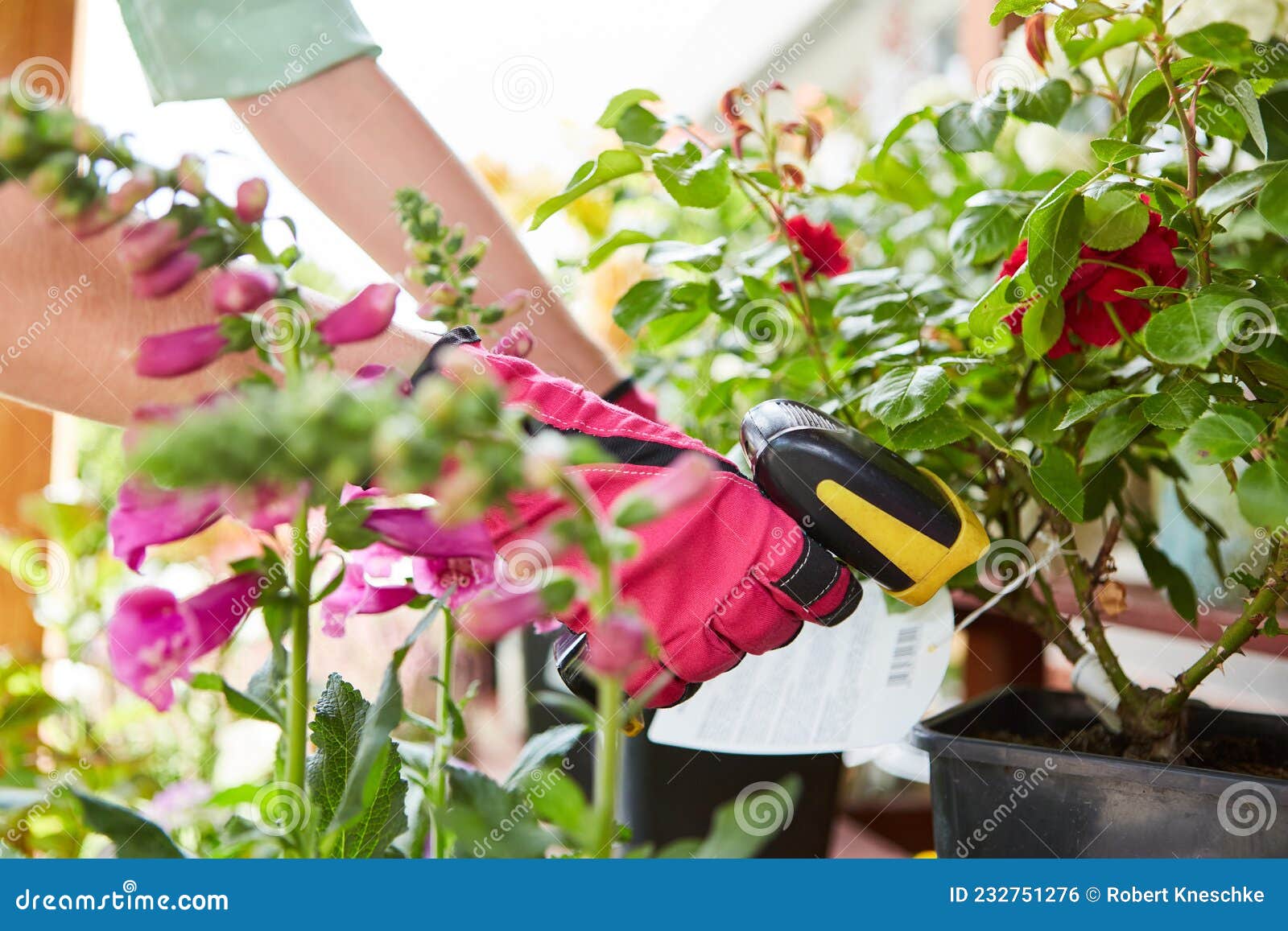 Gardener with Barcode Scanner during the Inventory Stock Photo - Image ...