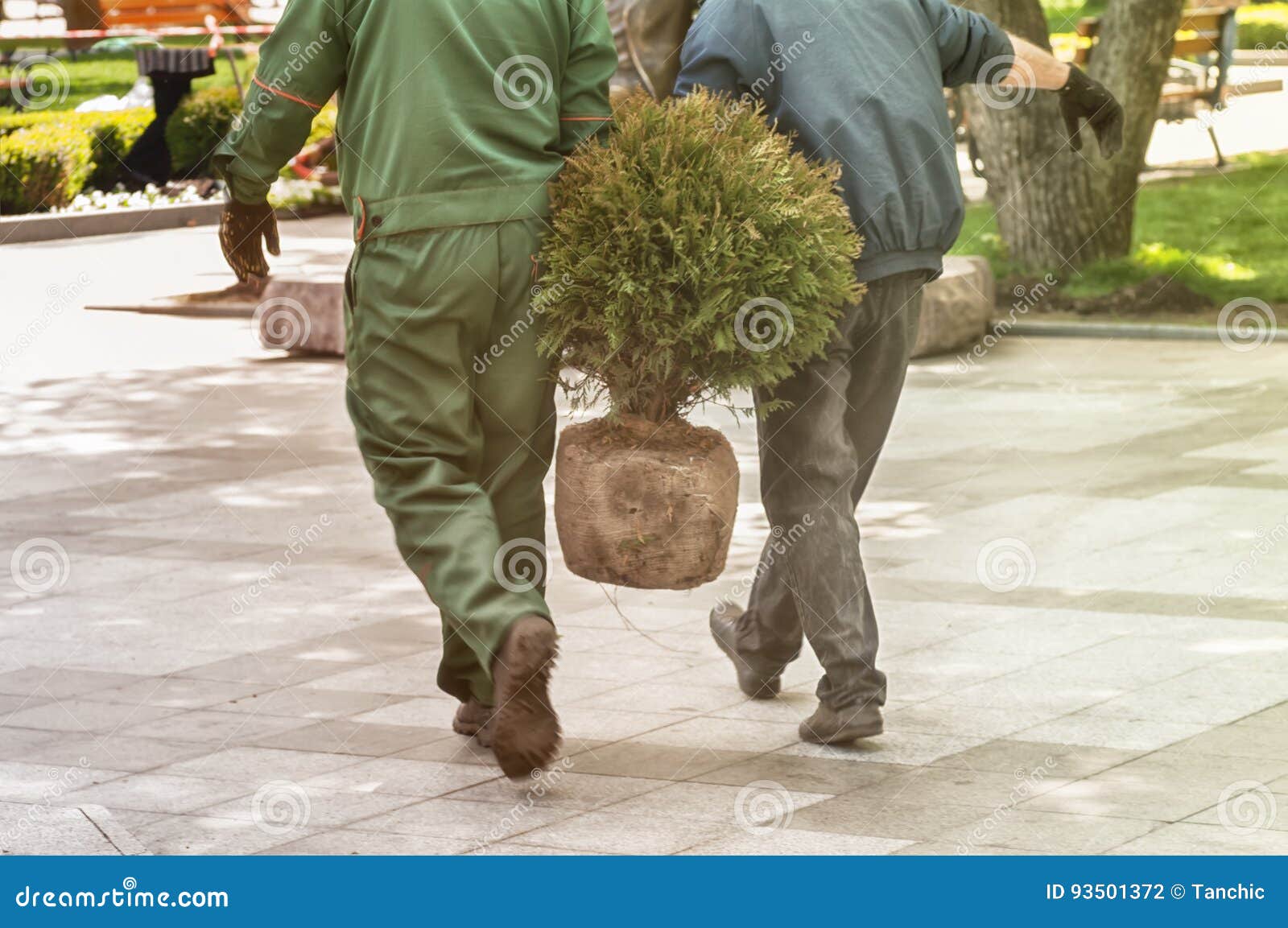 Gardener Brings a Sapling of Thuja Tree Stock Photo - Image of spring ...