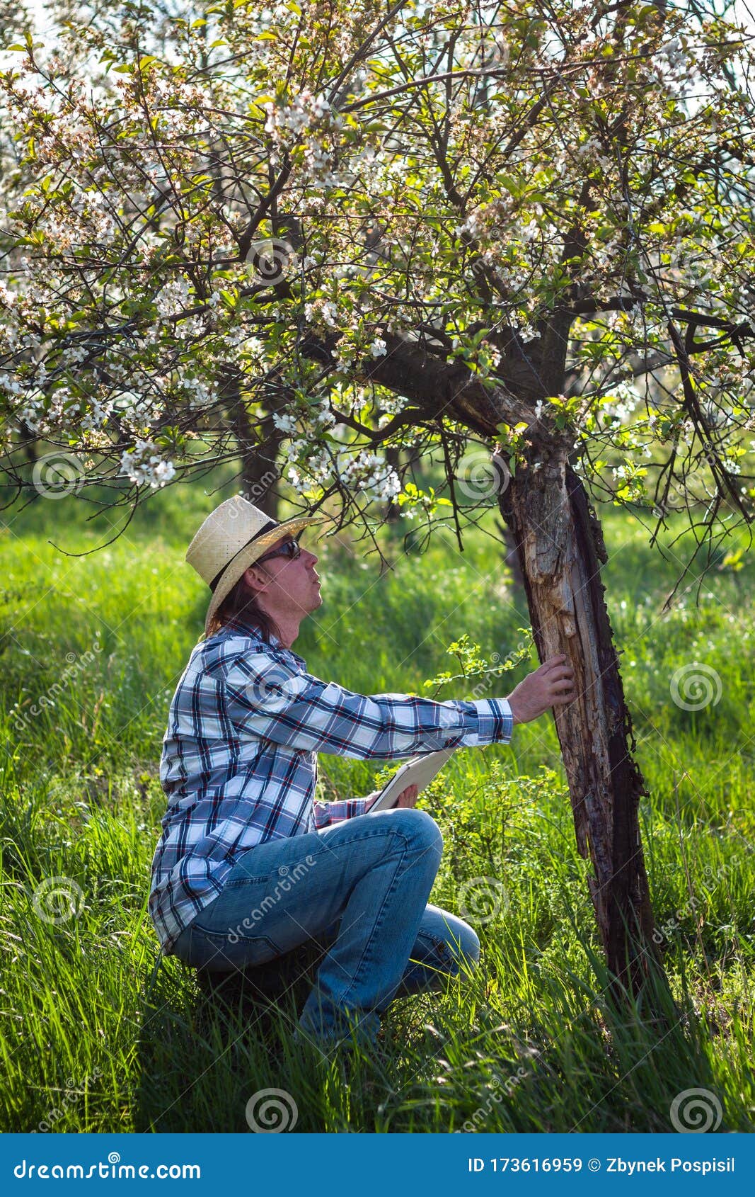 Gardener Checking Old Blooming Fruit Tree at His Orchard. Stock Image ...