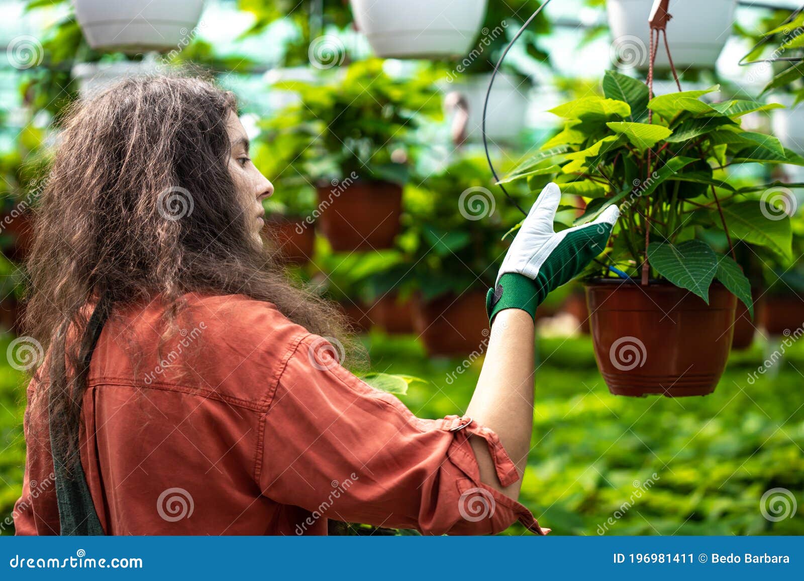 Gardener Checking on the Plants Stock Image - Image of gardening ...