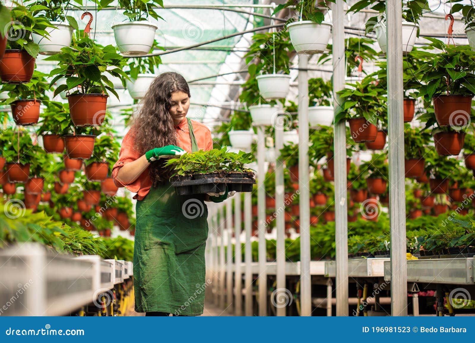 Gardener Checking on the Plants Stock Image - Image of blooming, female ...