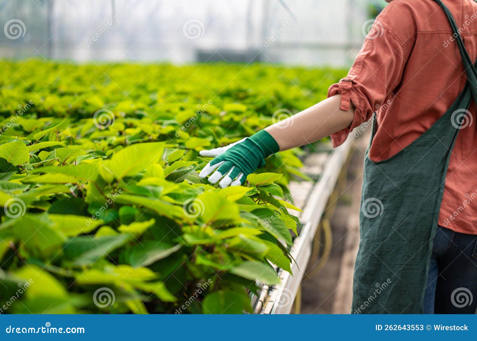 Gardener Checking on Plants Stock Image - Image of hobby, holding ...