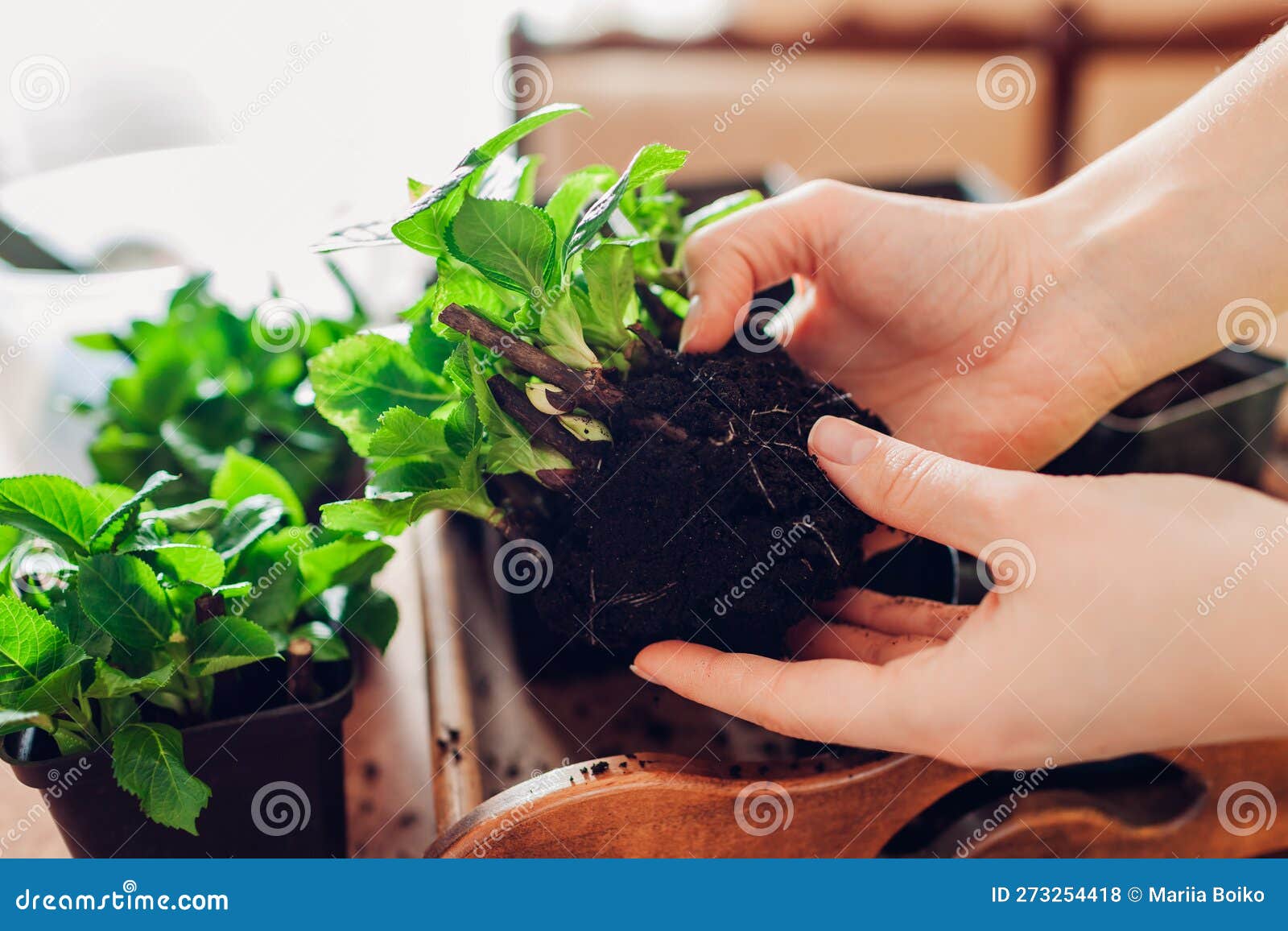 Gardener Checking Root System of Cuttings. Propagation of Bigleaf ...