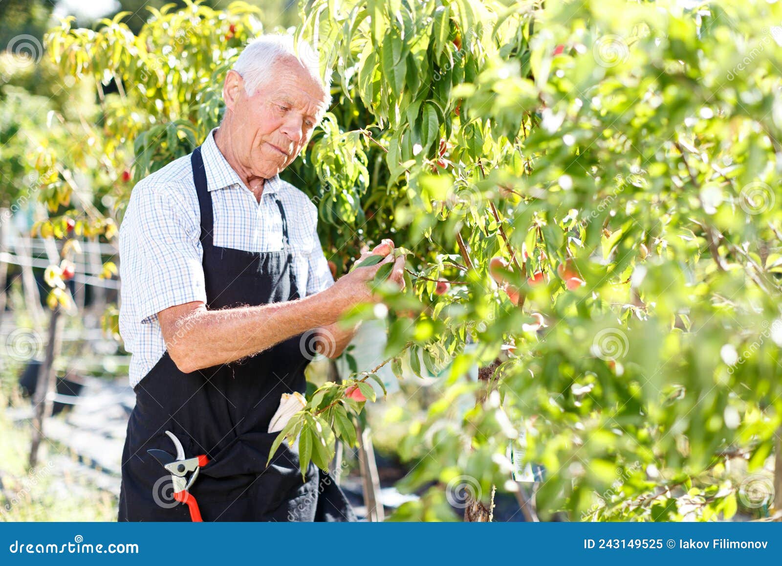 Gardener Checking Trees Branches Stock Image - Image of vegetarian ...